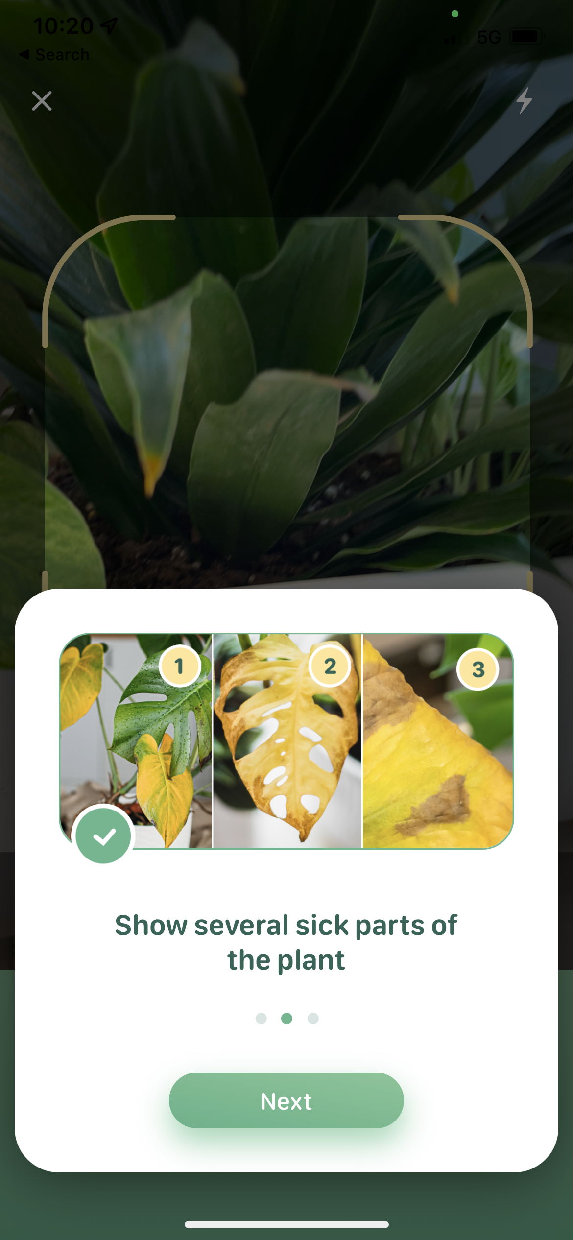 Blossom App Used Behavioral Design to Become a Top Plant Care App